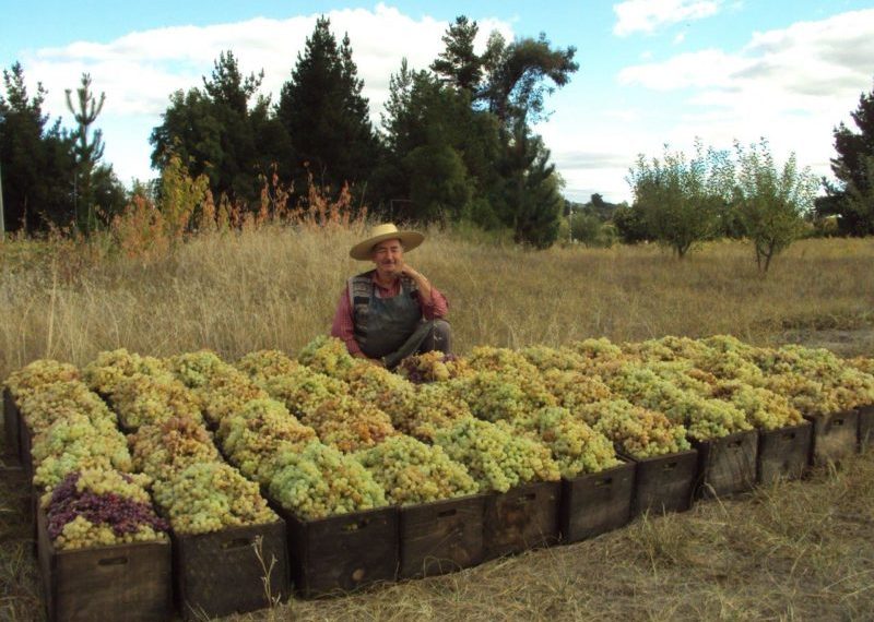 Ñuble es la región con la mayor tasa de población rural de Chile ...